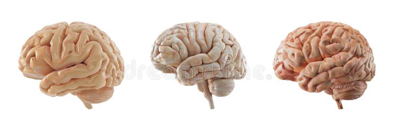 Anatomical Model of a Human Brain Set on Isolated Background Stock ...