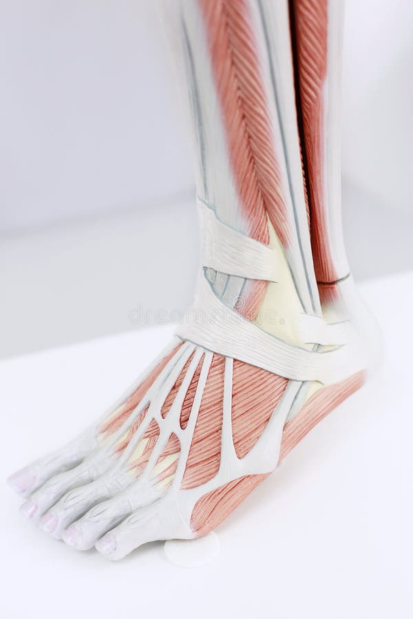 Anatomical Model of Human Foot. Conceptual Image Stock Image - Image of ...