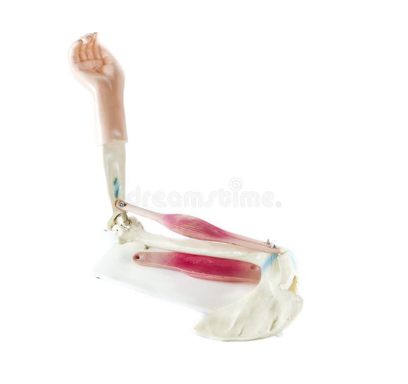 Anatomical Model of a Human Hand Isolated on White Background Stock ...