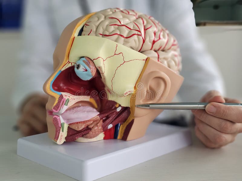 Anatomical Model of the Human Head Showcasing Internal Structures ...