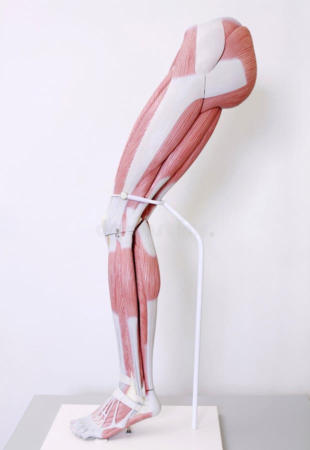 Anatomical Model of Human Leg. Conceptual Image Stock Photo - Image of ...