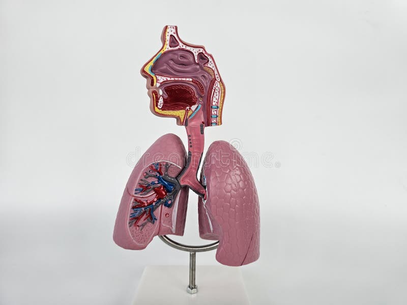 Anatomical Model of Human Respiratory System Showcasing Lungs and ...