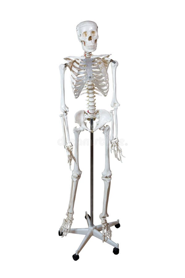 Anatomical Model Human Skeleton Stock Image - Image of abstract ...