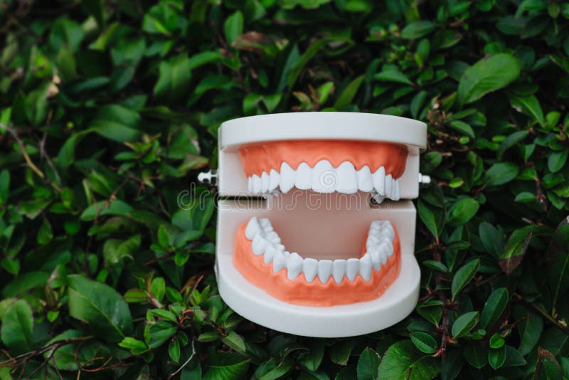 Anatomical jaw model. stock image. Image of dentist - 177744545