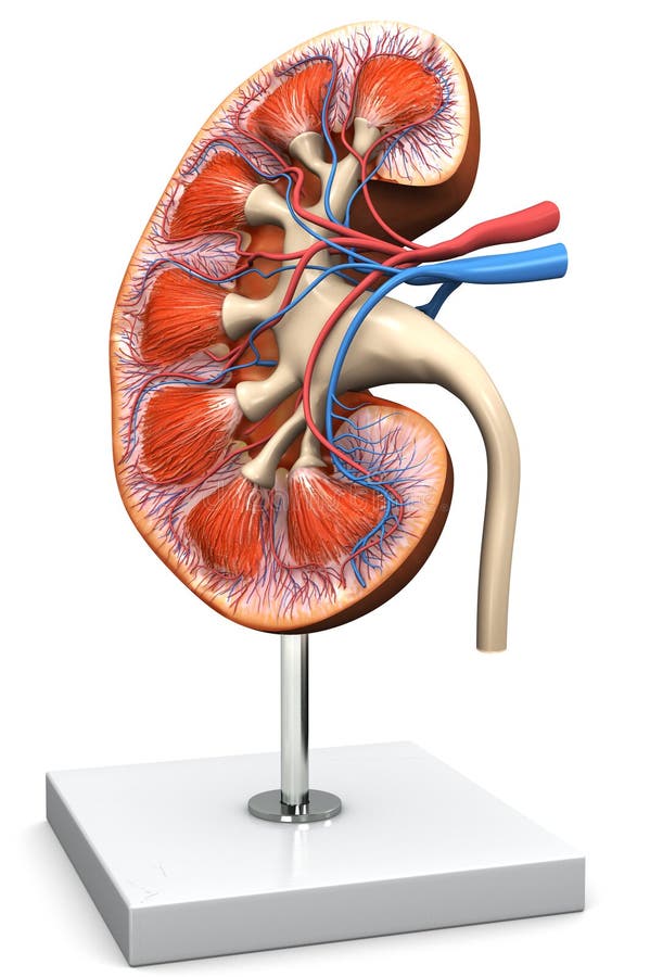 Anatomical Model of a Kidney. 3D Illustration Stock Illustration ...