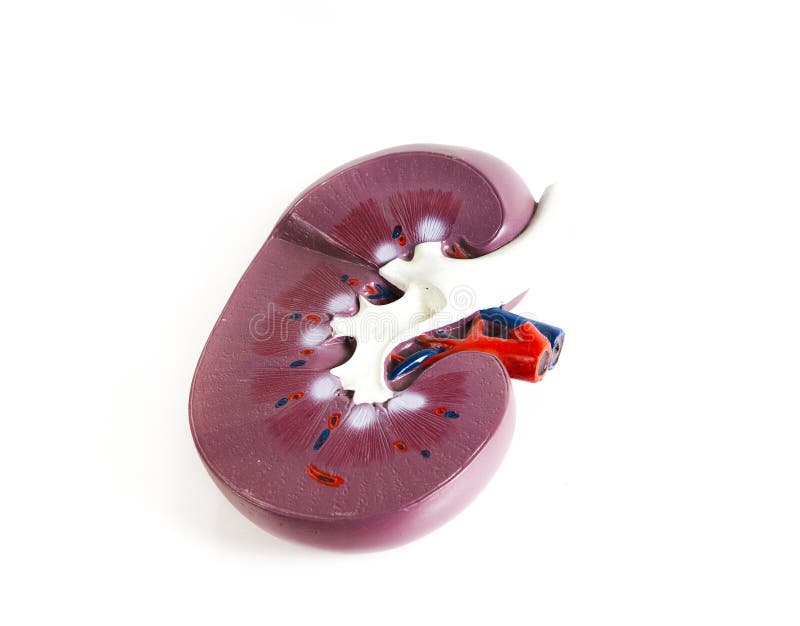 Anatomical Model of Kidney Isolated on White Background Stock Image ...