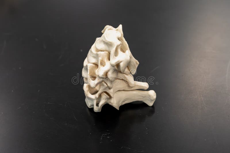 Cervical Vertebra Model Stock Photos - Free & Royalty-Free Stock Photos ...