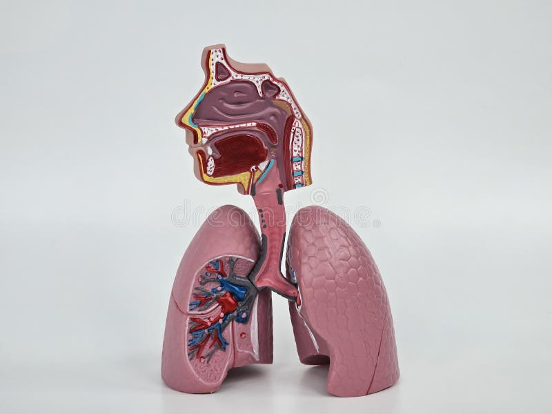 An Anatomical Model Showcases the Human Lungs Alongside the Respiratory ...