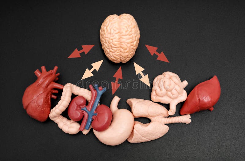 Brain and Organs Communication Concept with Arrows Stock Image - Image ...