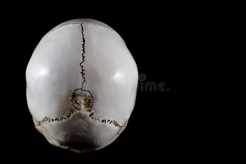 Anatomical Model Skull - Rear View Stock Image - Image of spooky, life ...