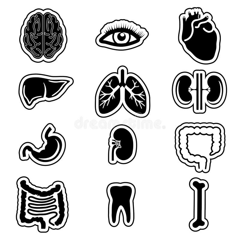 Digest Heart Stock Illustrations – 112 Digest Heart Stock Illustrations ...