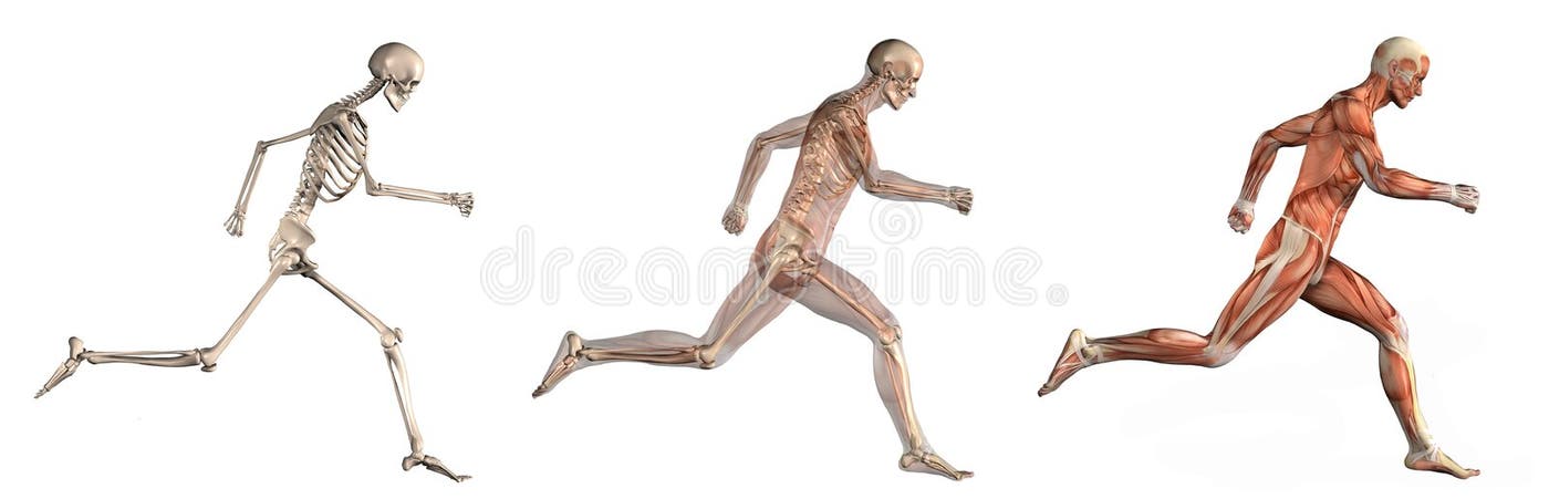 Male Muscular Anatomy Side View Stock Illustrations – 225 Male Muscular ...