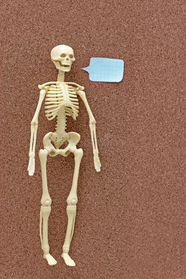 Anatomical Plastic Model Human Skeleton on Corkboard and Place for Text ...