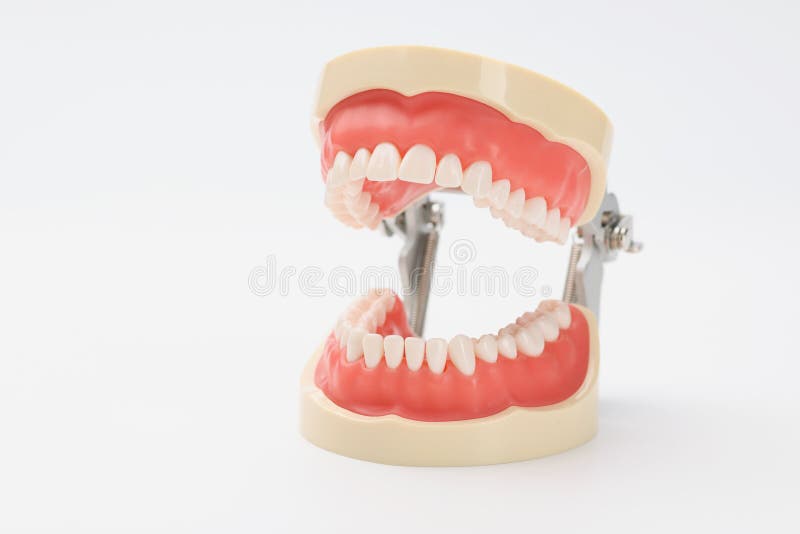 Plastic Model of an Open Jaw on a White Background Stock Photo - Image ...