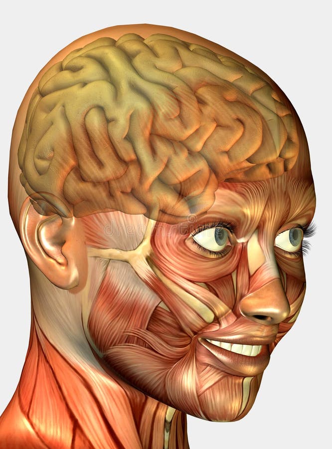 3d Illustration of Female Head Muscles Anatomy with Front Back and Side ...