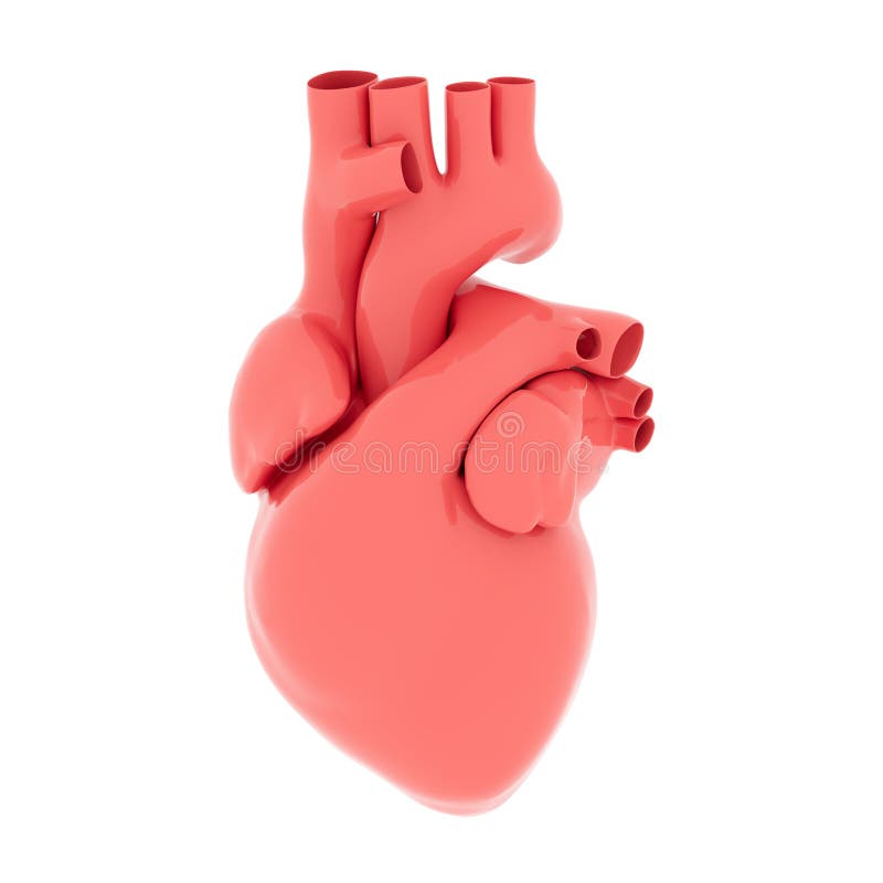 Anatomical Red Human Heart on a White Background. Stock Illustration ...