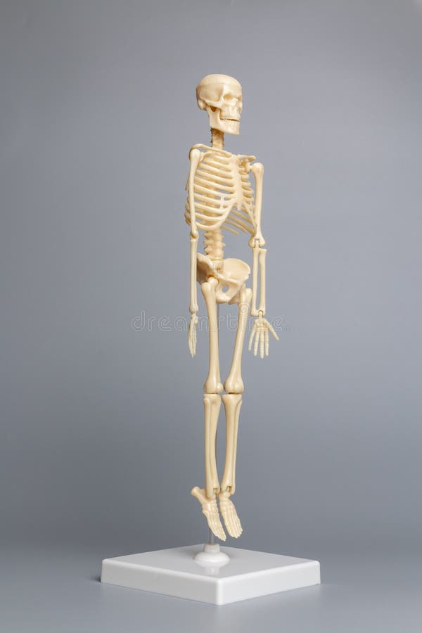 Anatomical Skeleton Model, Skeletal System Stock Image - Image of ...