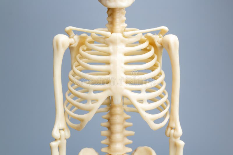 Anatomical Skeleton Model, Skeletal System Stock Image - Image of ...