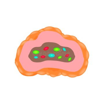 Gland Structure Stock Illustrations – 3,641 Gland Structure Stock ...