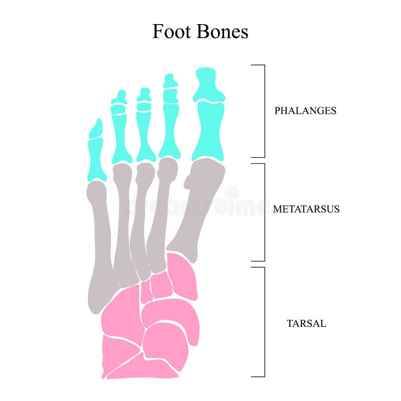 Tarsals Metatarsals And Phalanges