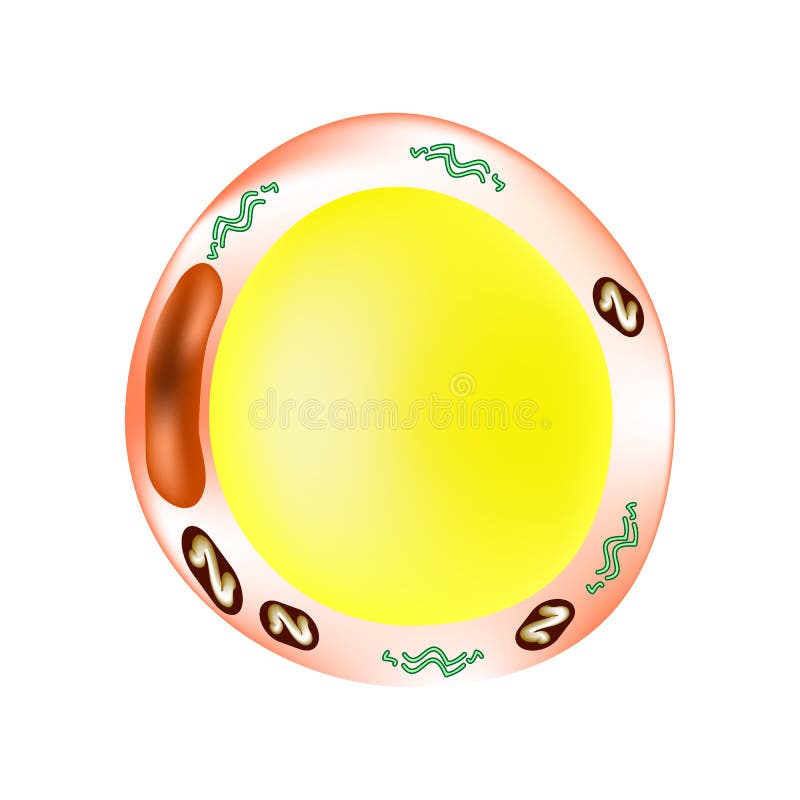 Adipocyte Structure. Fat Cell Stock Vector - Illustration of overweight ...