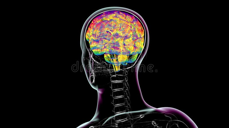 The Anatomical Structure of the Human Brain, 3D Animation Stock Video ...