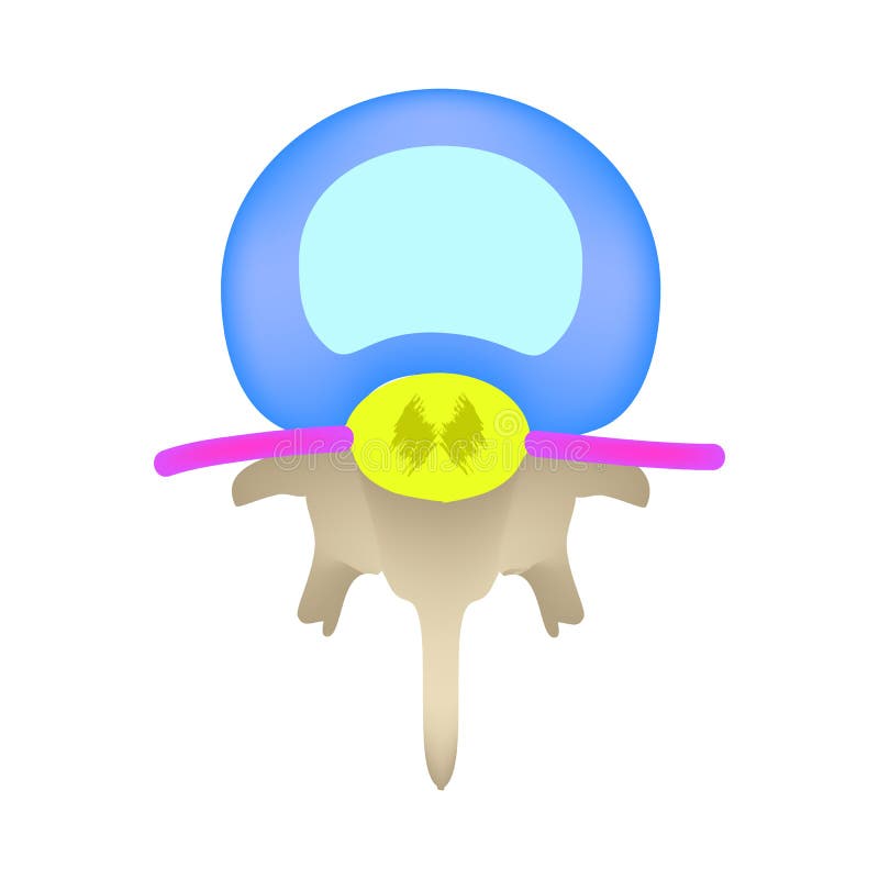 The Structure of the Spine. Side View. the Intervertebral Discs ...