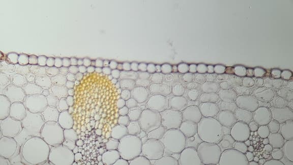 Tissues of Iris Leaf, Microscopic Photography Stock Photo - Image of ...