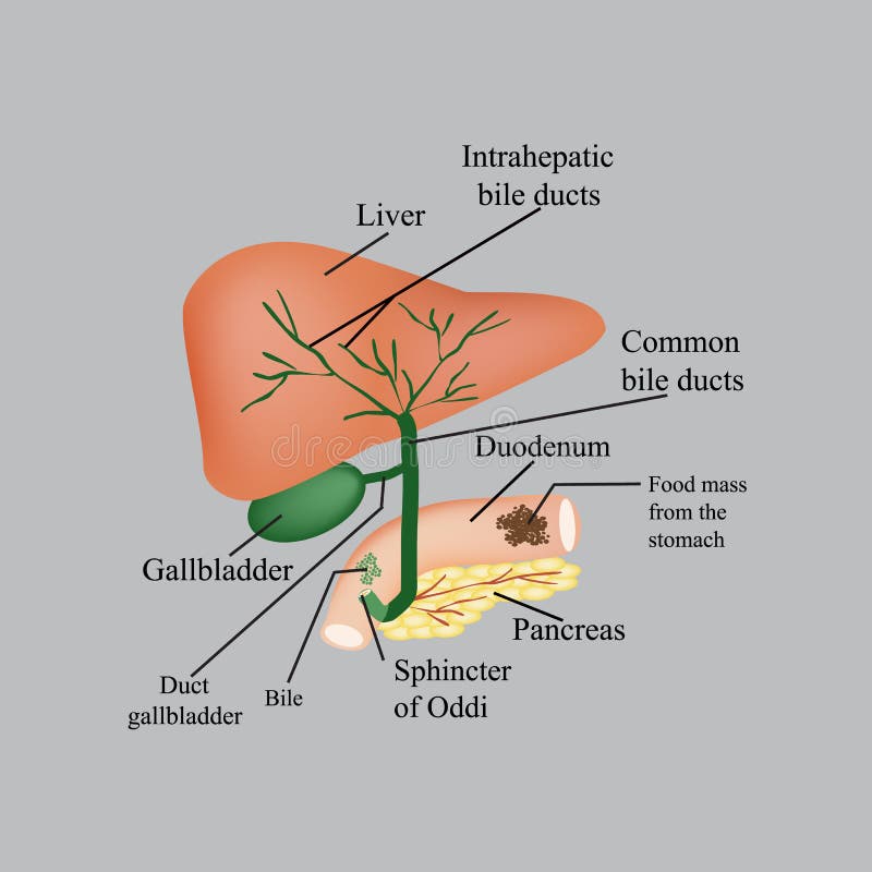 Gallbladder with Bile Duct and Biliary Tree 3D Rendering Illustration ...