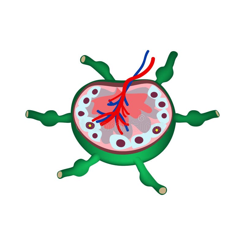 Structure Lymph Node Stock Illustrations 645 Structure Lymph Node Stock Illustrations Vectors