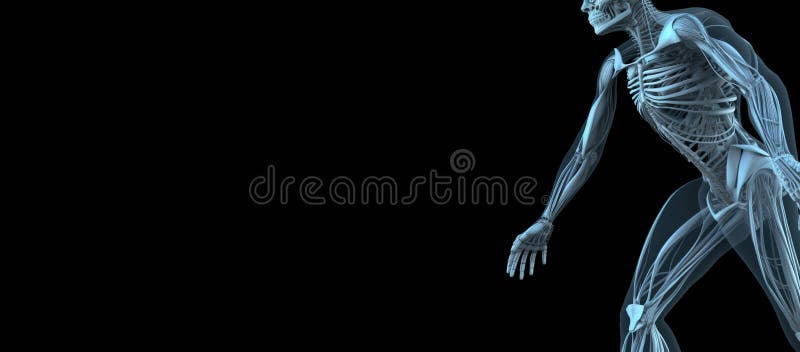 Anatomical Structure of Muscular System of Human Body, Dark Background ...