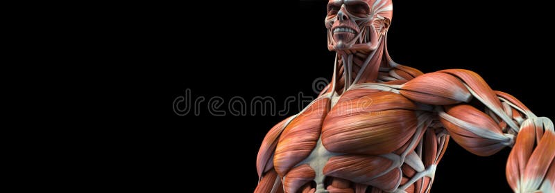 Anatomical Structure of Muscular System of Human Body, Dark Background ...