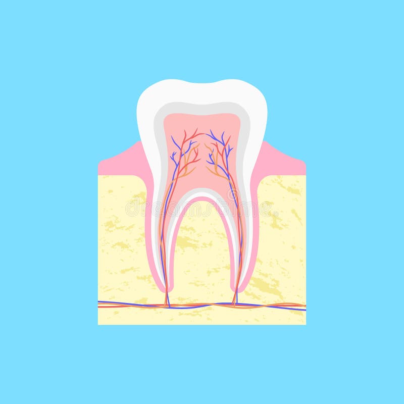 Anatomical Structure of Tooth in Section Stock Vector - Illustration of ...