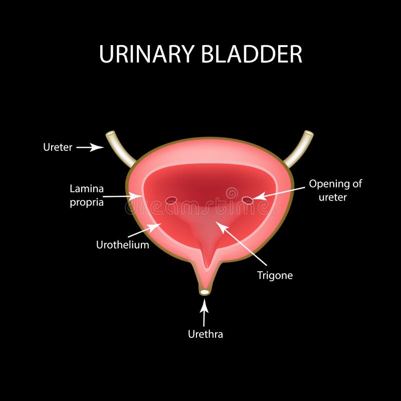 Anatomical Structure of the Urinary Bladder. Infographics Stock Vector ...