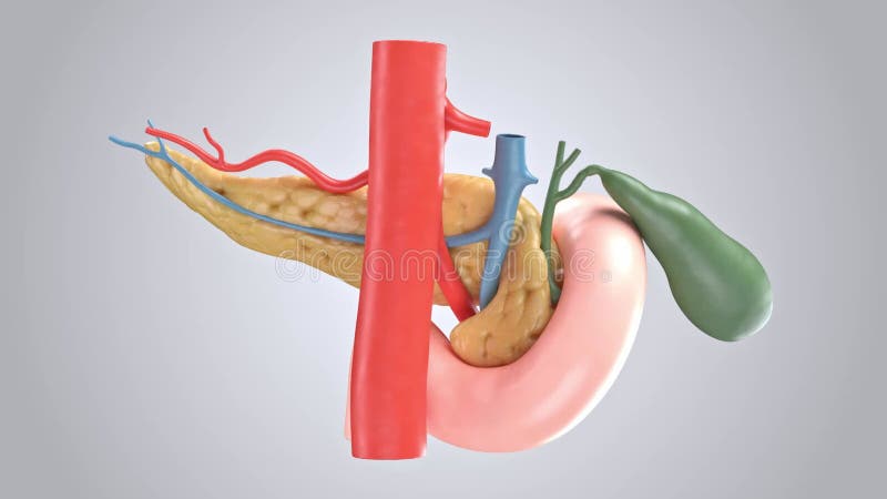 Human Pancreas,liver,gallbladder and Stomach Anatomy System. 3d ...