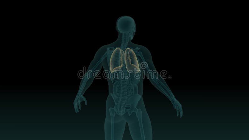 Anatomically Accurate 3d Animation of Human Body X-ray Scan with ...