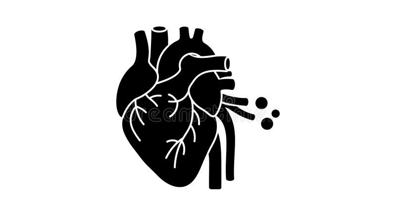 Anatomically Accurate Human Heart Design in Minimal Style Showcasing ...