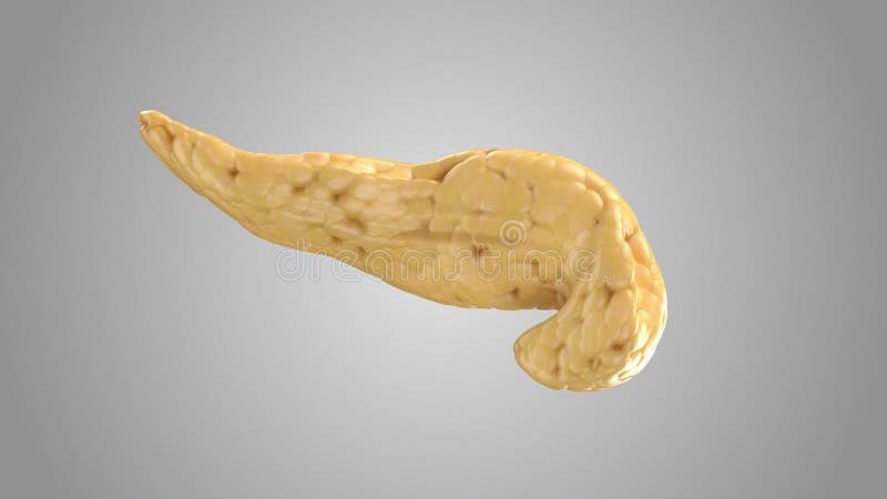 Realistic 3d Illustration of Human Pancreas Isolated on White Stock ...