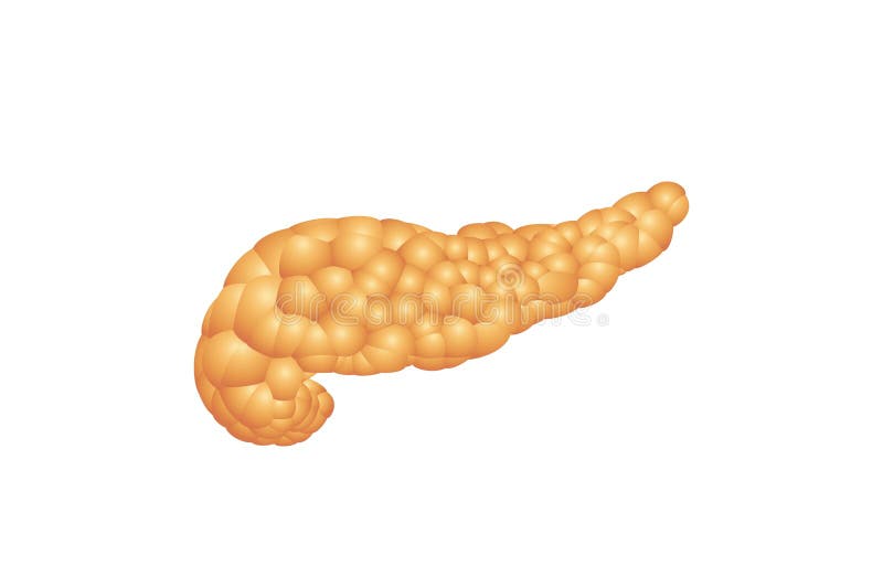 Realistic Vector Illustration of Human Pancreas Isolated on White Stock ...