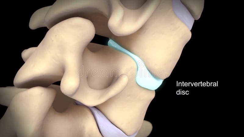 Anatomically Correct 3d View of Intervertebral Disc Cervical Spine Stock Illustration ...