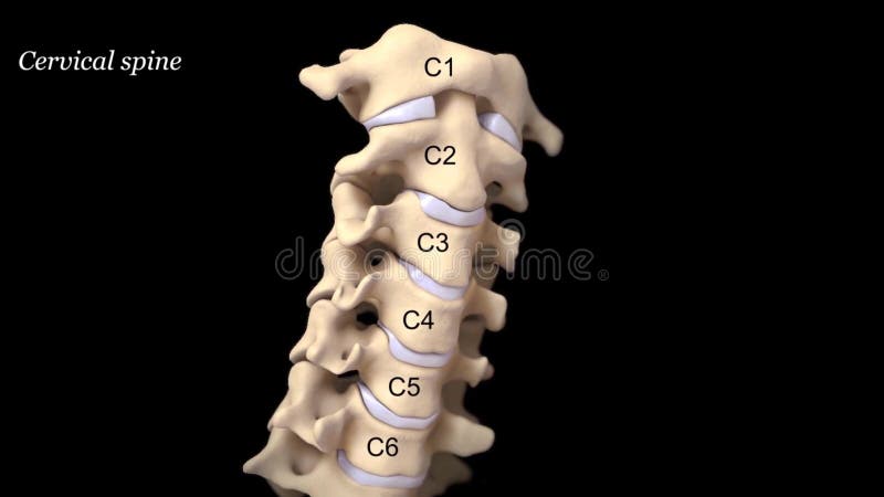 Spine Anatomy Realistic Chart Stock Vector - Illustration of anatomical, name: 250243346