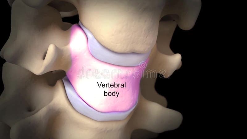 Anatomically Correct 3d View of Intervertebral Disc Cervical Spine Stock Illustration ...
