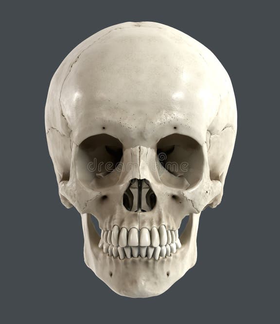 Anatomically Correct Image of the Human Skull Front View 3d Render ...