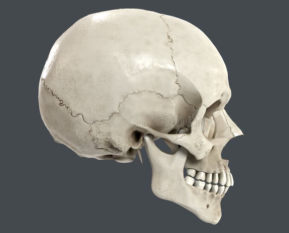 Anatomically Correct Image of the Human Skull Side View 3d Render Stock ...