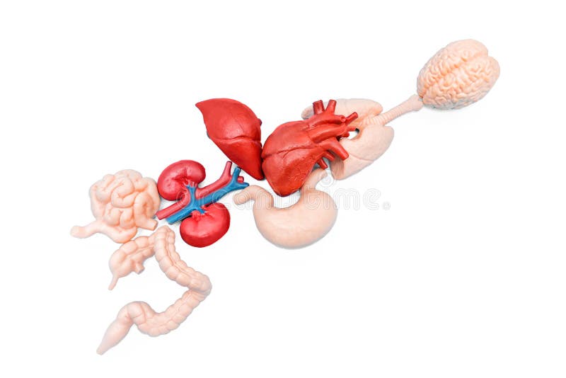 Diagram All Organs Human Body Stock Photos - Free & Royalty-Free Stock ...