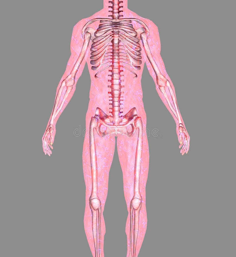 Anatomie stock abbildung. Illustration von forschung, wissenschaftlich ...