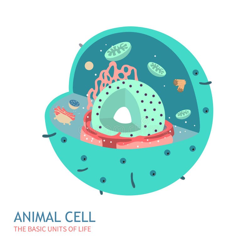 Anatomie De La Cellule Animale Illustration de Vecteur - Illustration ...