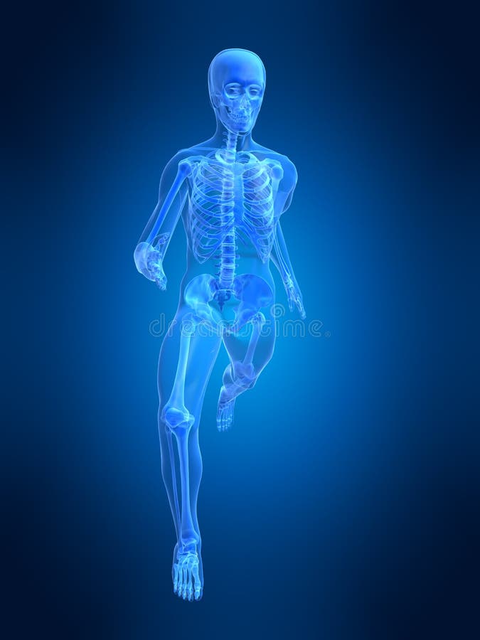 Anatomie courante d'homme illustration stock. Illustration du homme ...