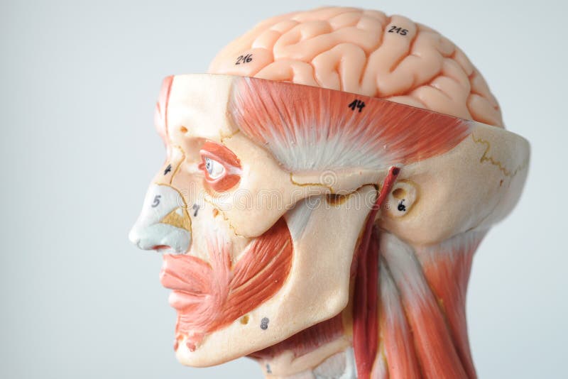 5,798 Photos de Anatomie De Visage Humain - Photos de stock gratuites ...