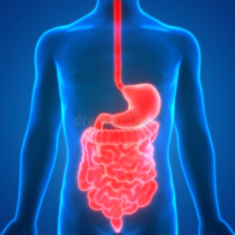 Anatomie D'appareil Digestif Humain Illustration Stock - Illustration ...
